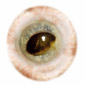 Your Options for Managing Small Pupils - Outpatient Surgery Magazine ...